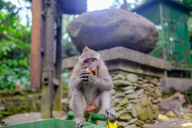 Bartering vs. Gambling: A Tale of Balinese Monkeys Seeking Thrill ...