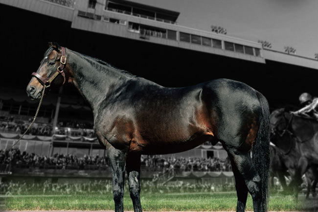 Beloved Expert Jason Portuondo Enters Woodbine's Thoroughbred Broadcast ...